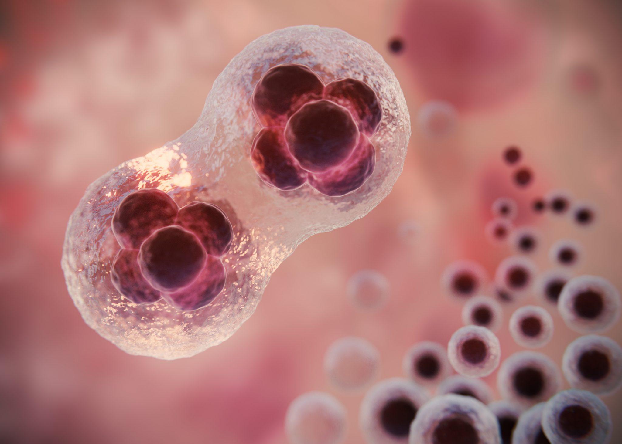 Blastocyst – IVF terminology - YOLO Acupuncture